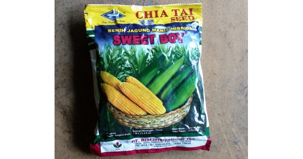 Jual benih Jagung Manis Hibrida SWEET BOY Jual benih Jagung Manis Hibrida SWEET BOY